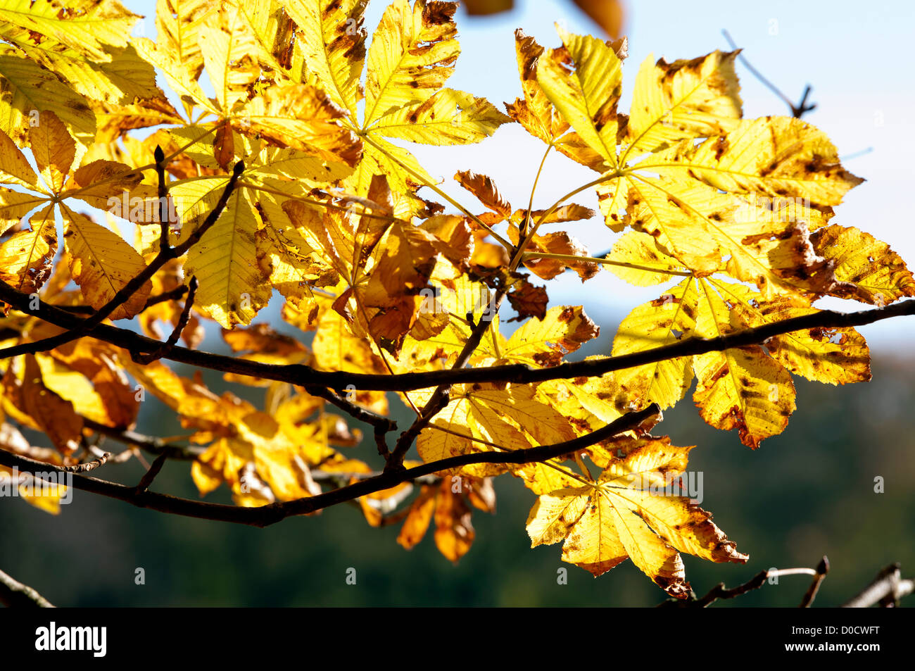 Diseased horse chestnut tree hi-res stock photography and images - Alamy