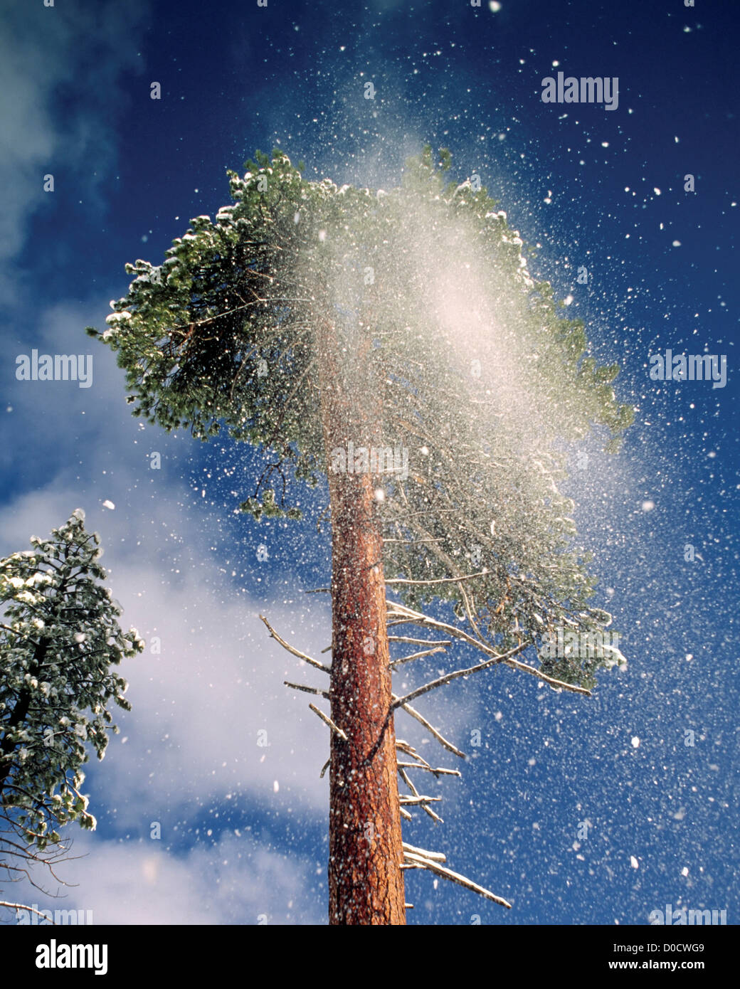 Bark falling off of tree hi-res stock photography and images - Alamy