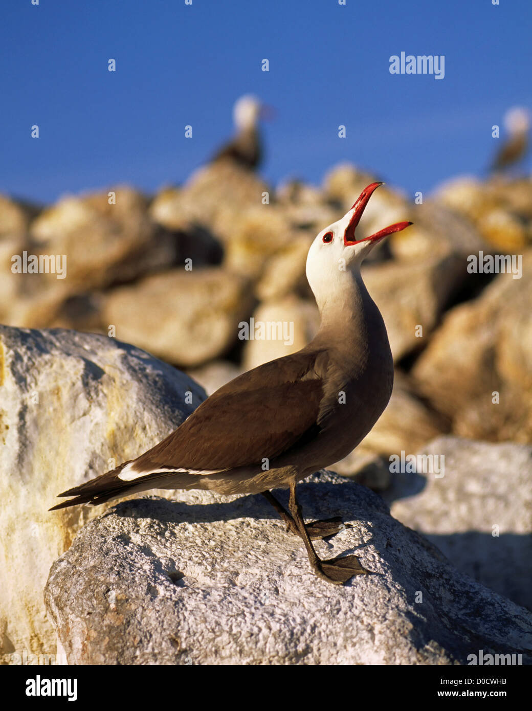 Loud gull hi-res stock photography and images - Alamy