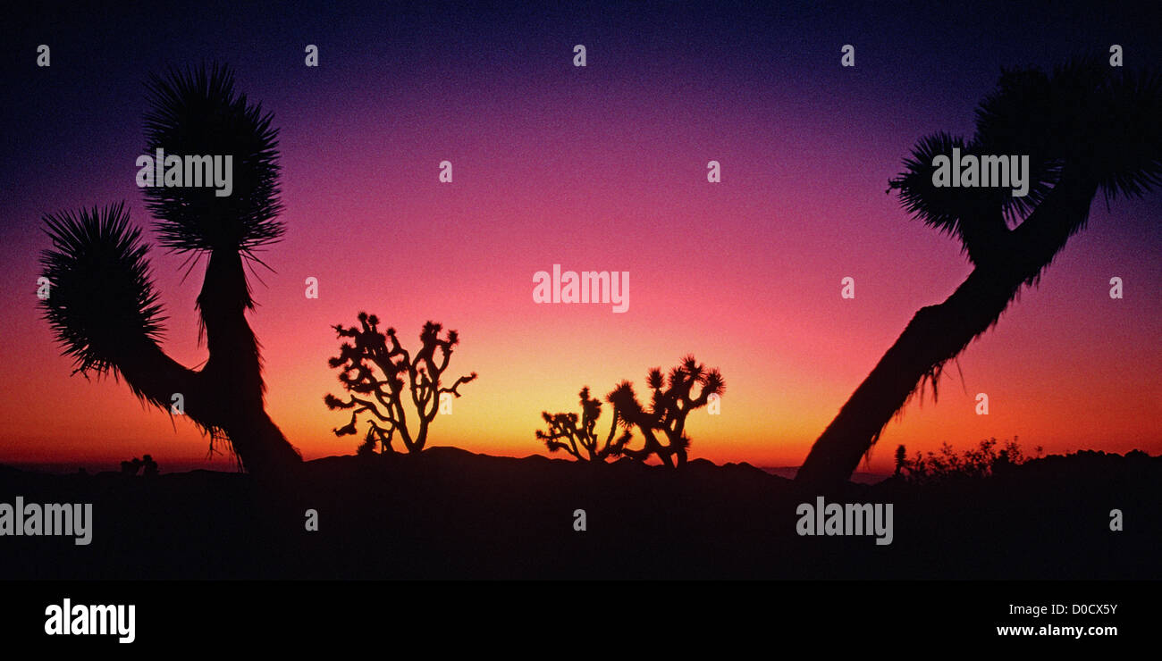 Joshua tree branches hi-res stock photography and images - Alamy