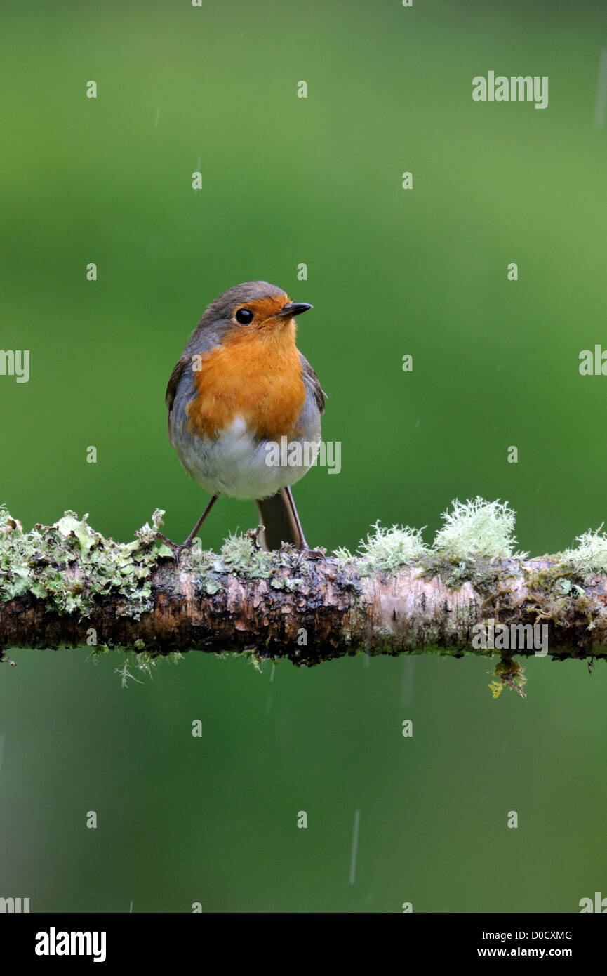 Scottish garden bird hi-res stock photography and images - Alamy