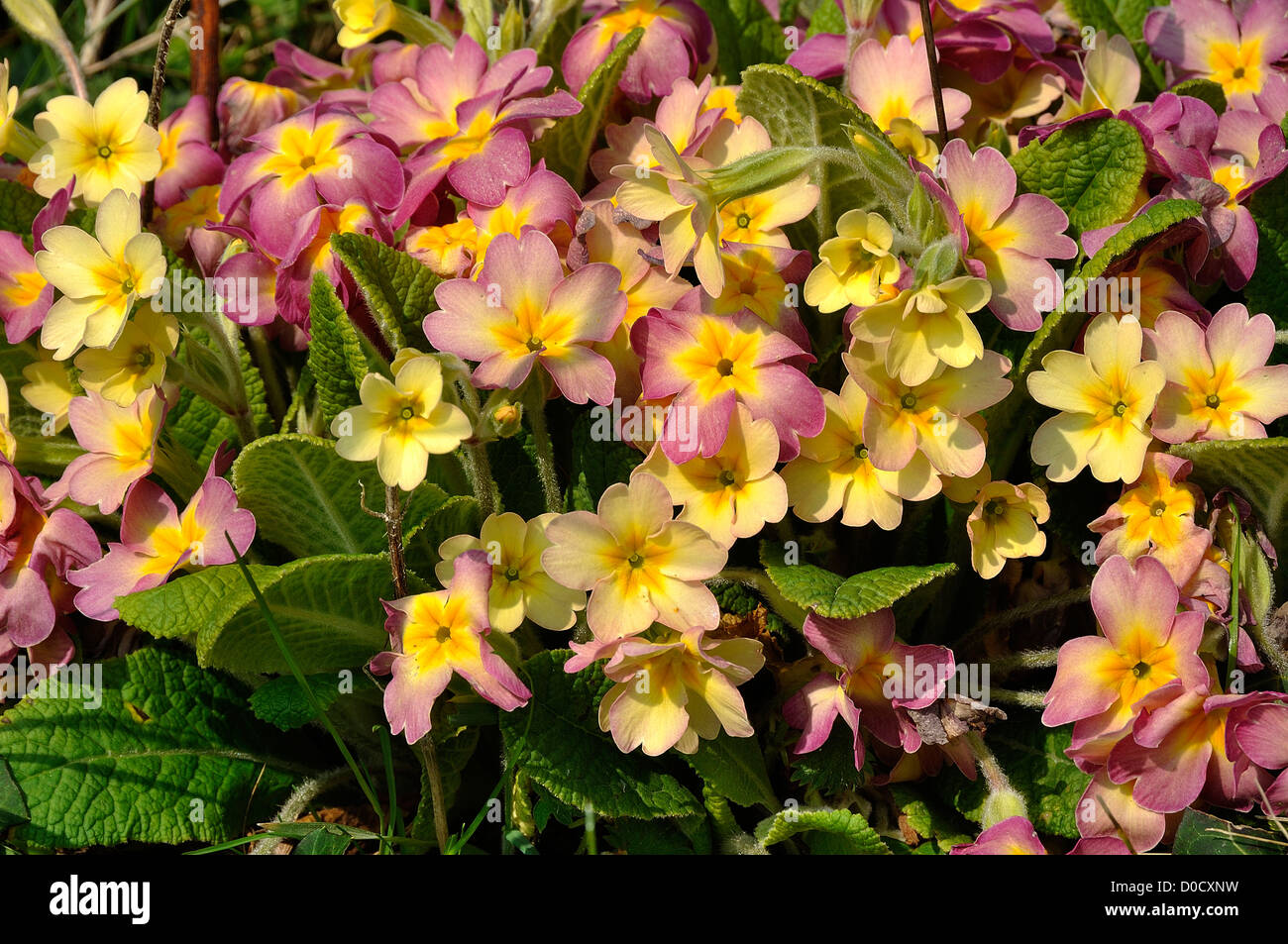 Primrose (Primula vulgaris) in full flower, in april, in a garden Stock ...