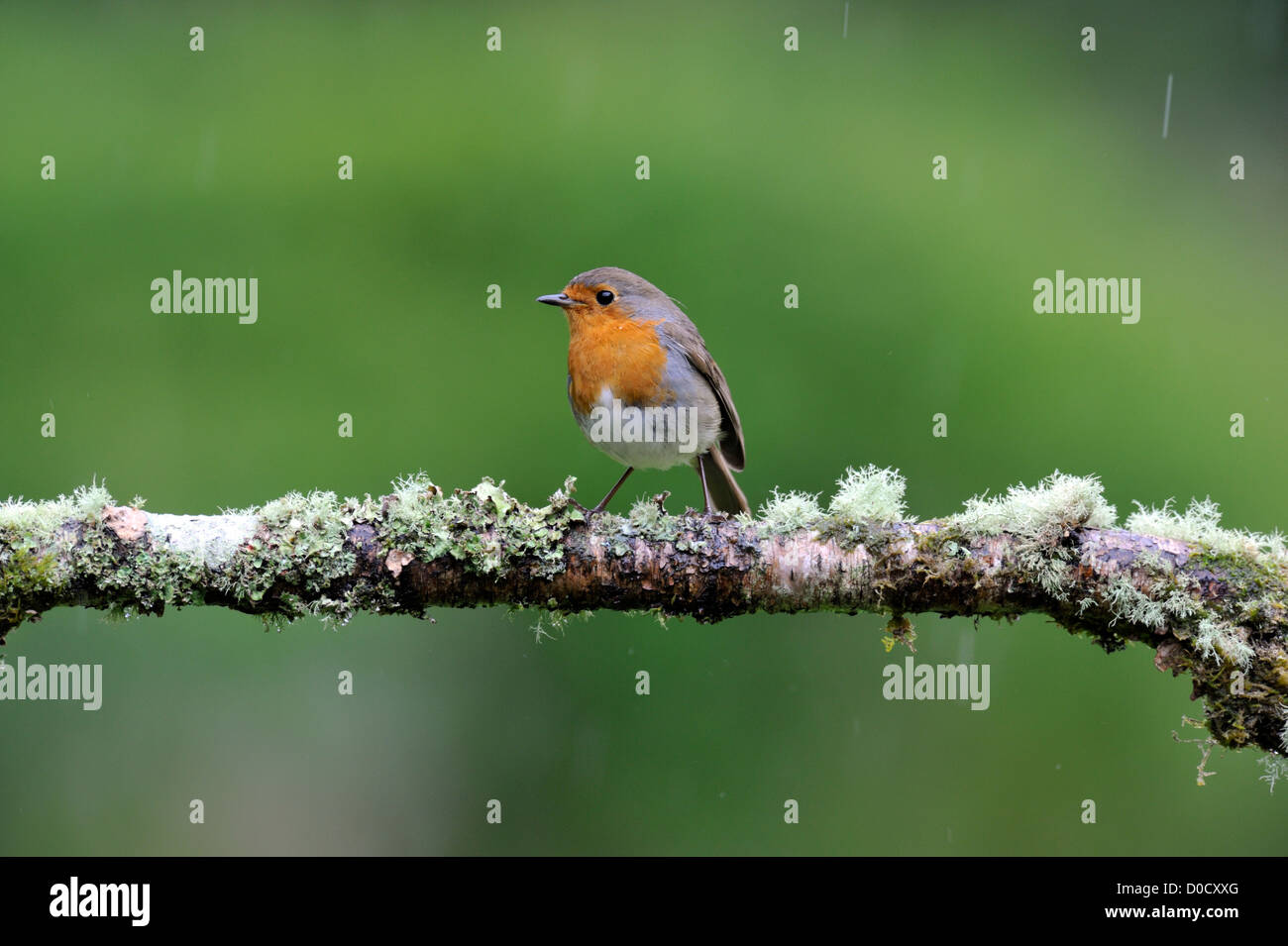 Scottish garden bird hi-res stock photography and images - Alamy