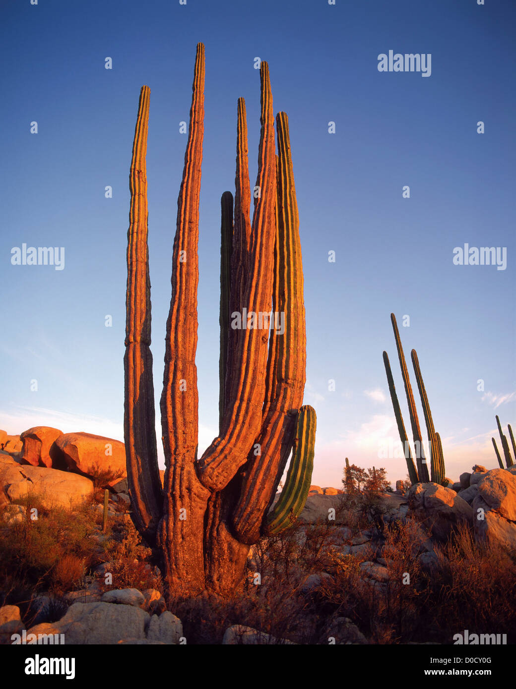 Rib stands hi-res stock photography and images - Alamy