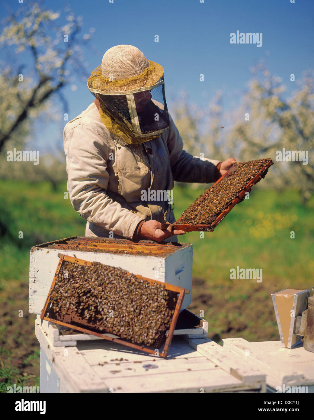 An Apiarist with His Bees Stock Photo - Alamy