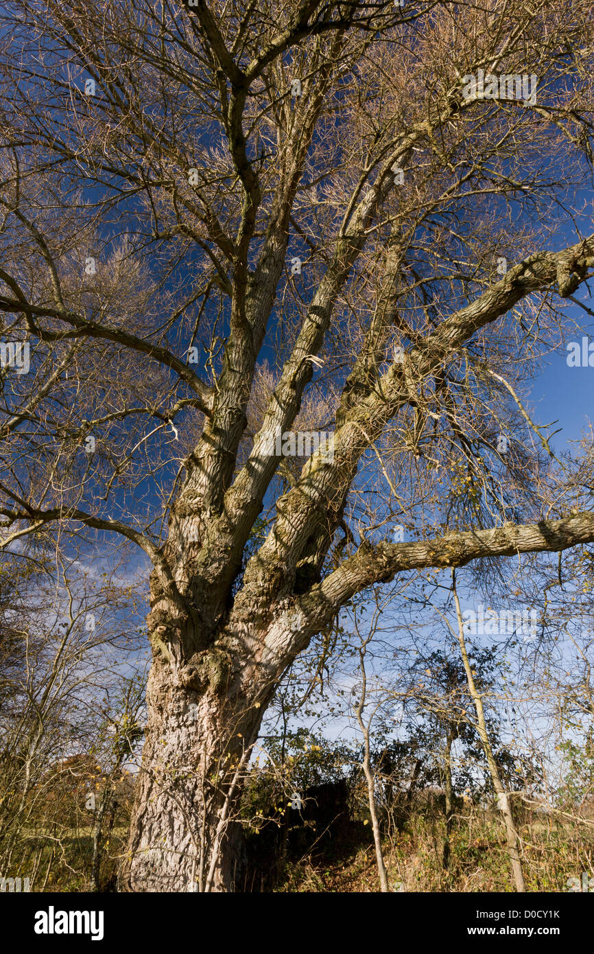 Black Poplar Stock Photos & Black Poplar Stock Images - Alamy