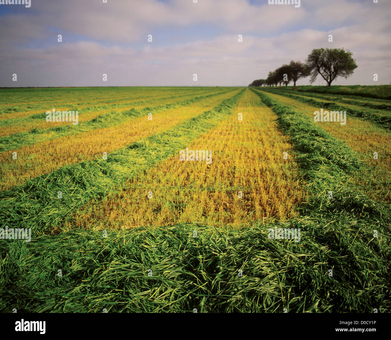 Hay blades hi-res stock photography and images - Alamy