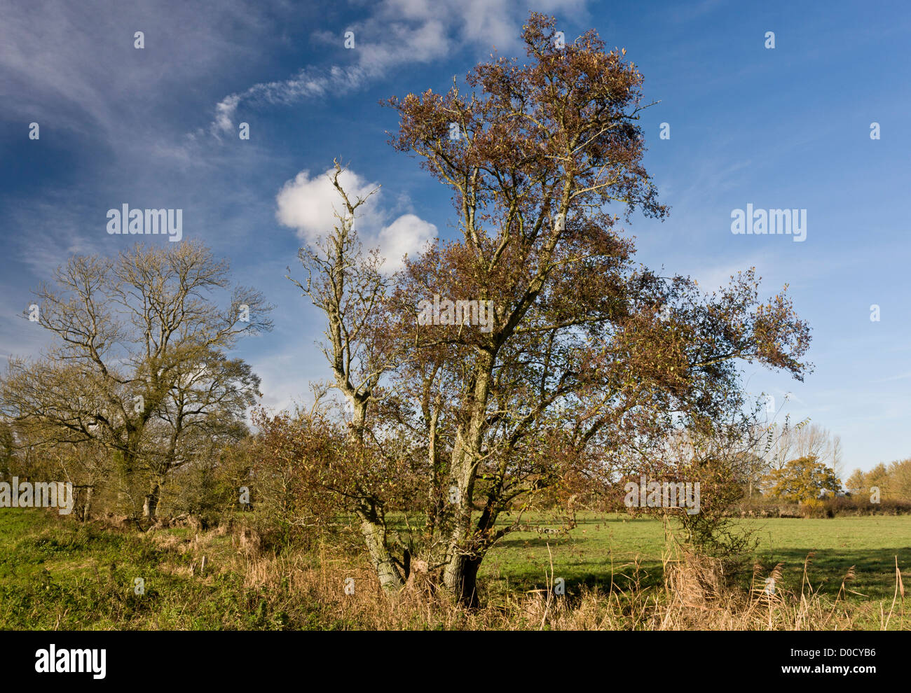 Alder Tree Autumn Uk High Resolution Stock Photography and Images - Alamy