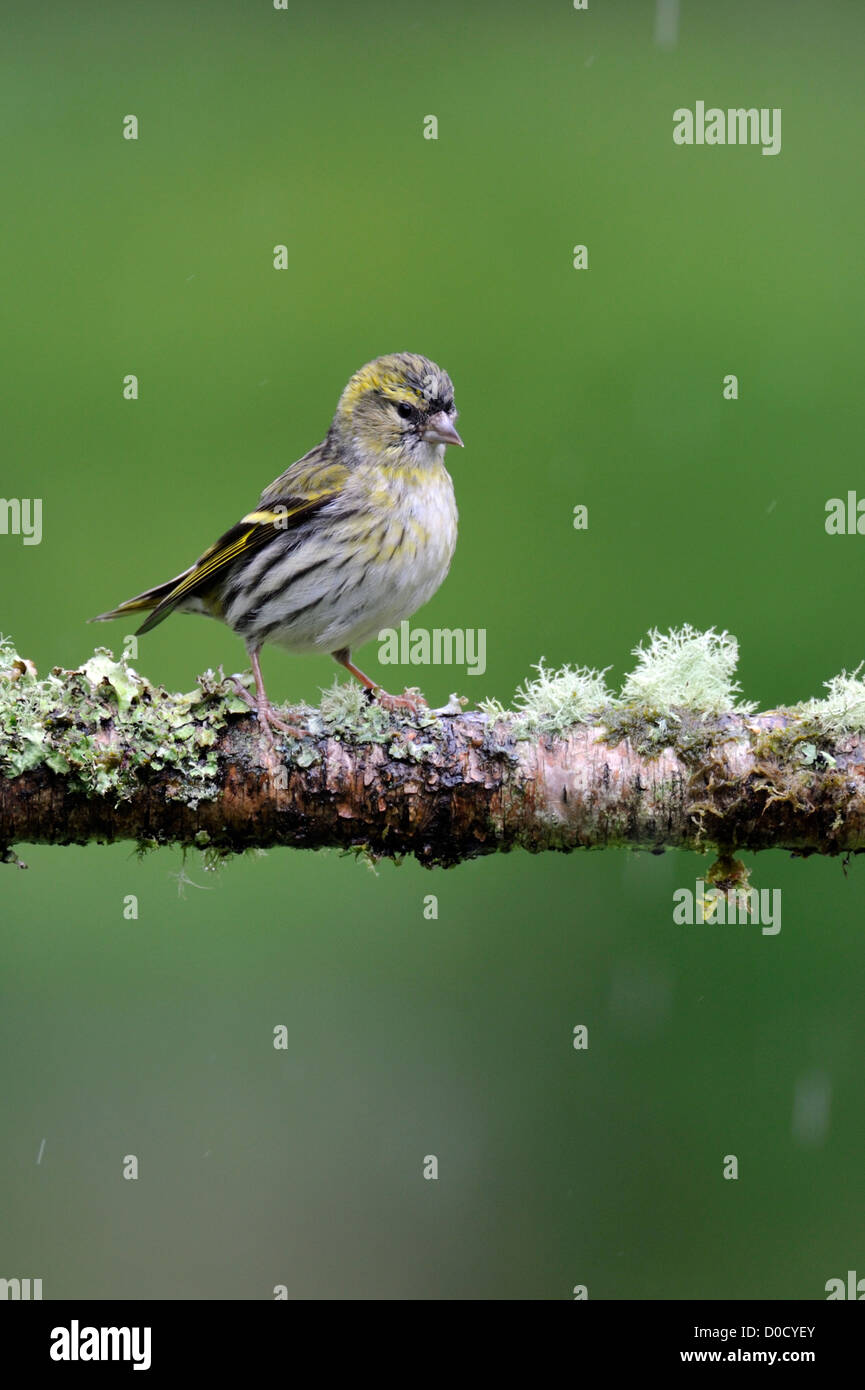 Male carduelis spinus hi-res stock photography and images - Alamy