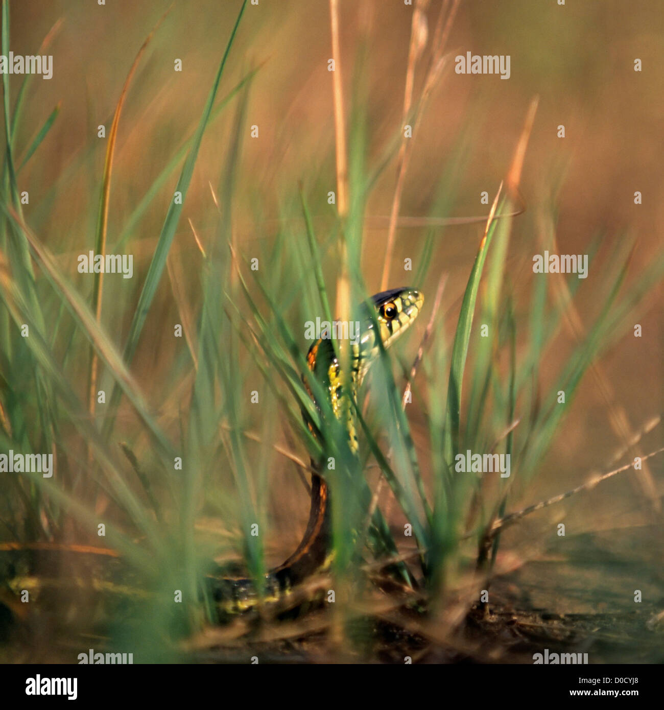 Standing snake hi-res stock photography and images - Alamy