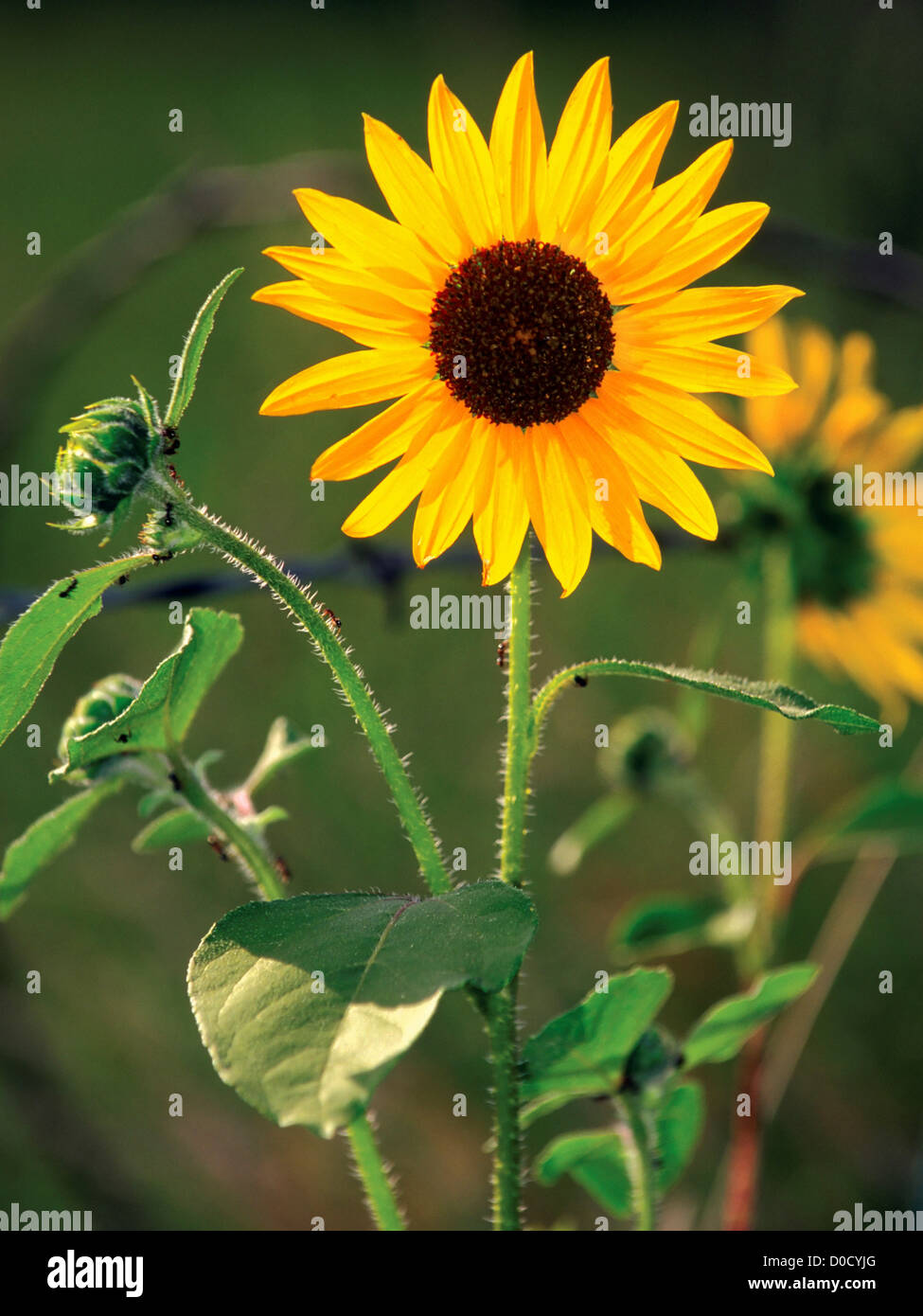 Prairie Sunflower in Full Glory Stock Photo - Alamy