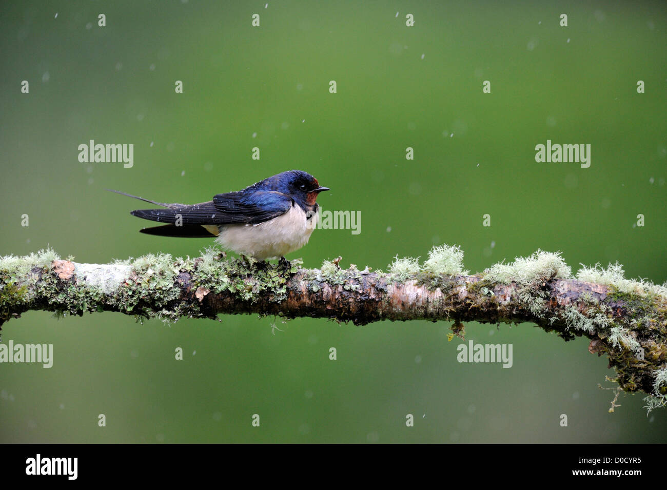 Barn swallow (Hirundo rustica Stock Photo - Alamy