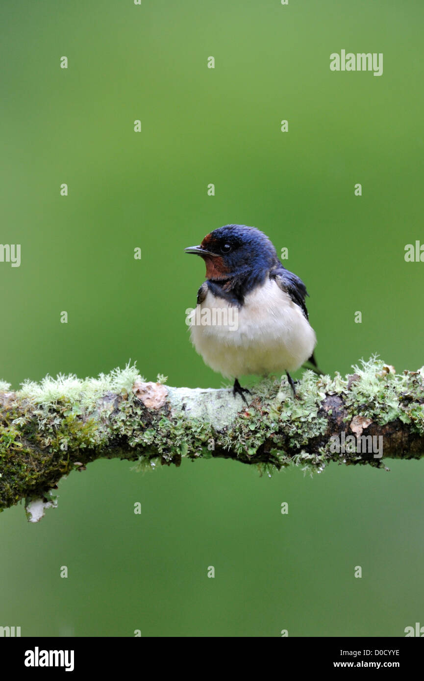 Hirundo rustica branch hi-res stock photography and images - Alamy