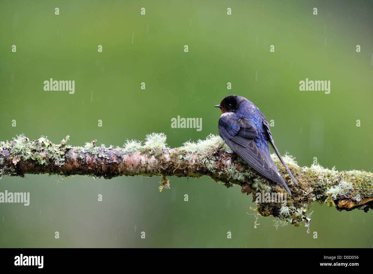Swallow hirundo rustica uk hi-res stock photography and images - Alamy