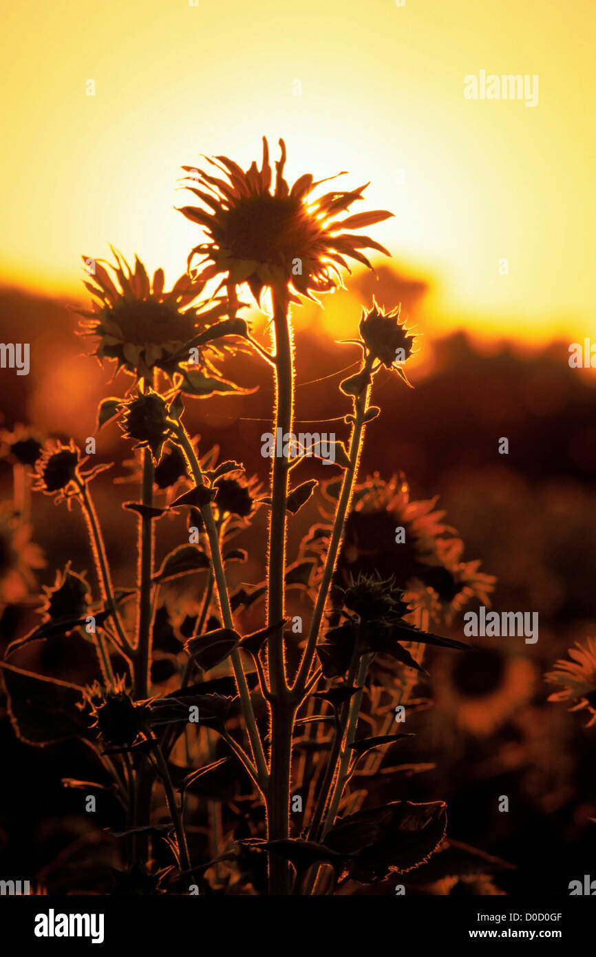 Withering Sunflowers at Sunset Stock Photo - Alamy