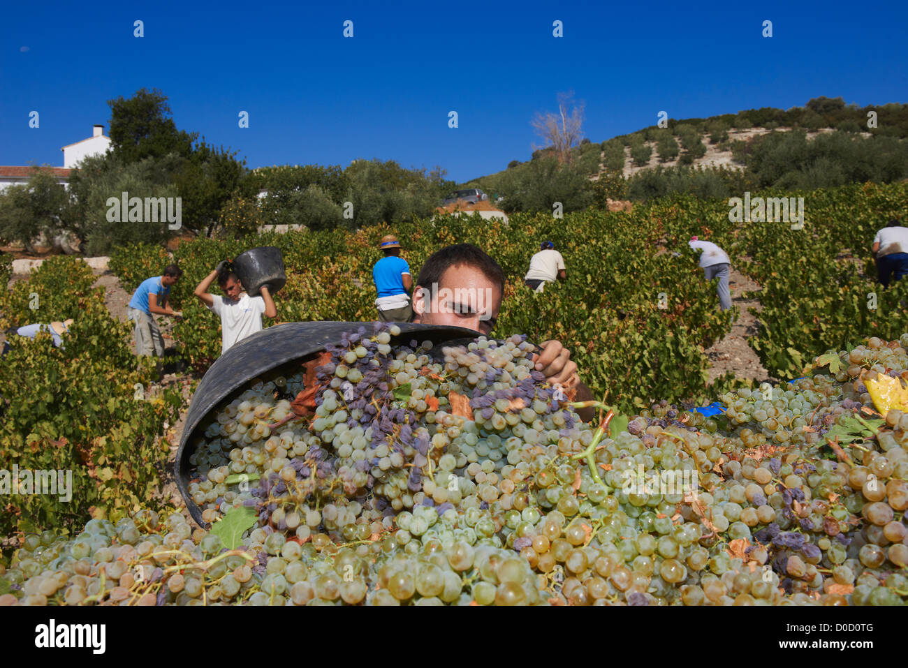 Montilla, Harvesting Pedro Ximenez wine grapes, Vintage in a vineyard ...