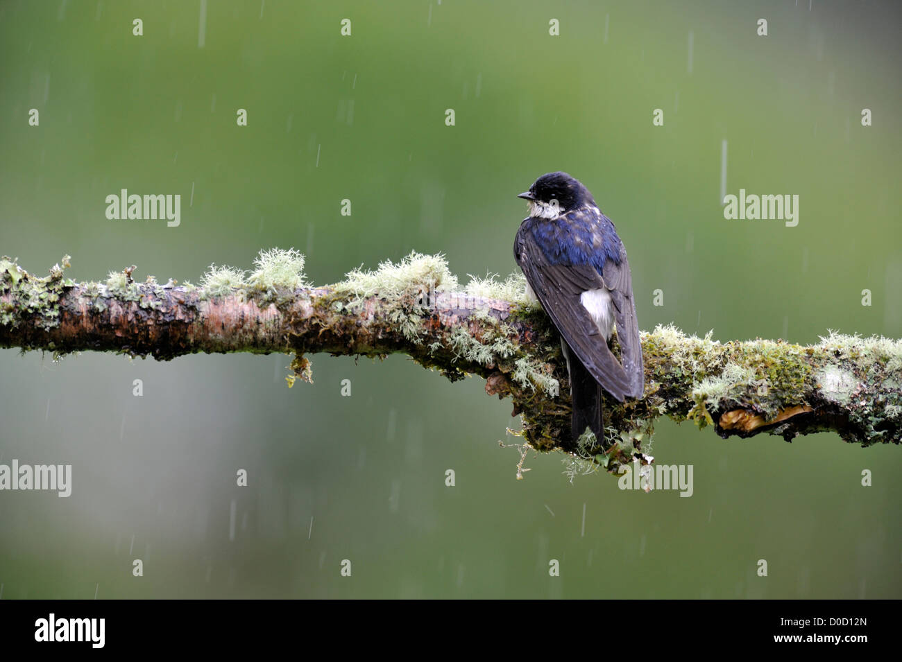 Common house martin hi-res stock photography and images - Alamy