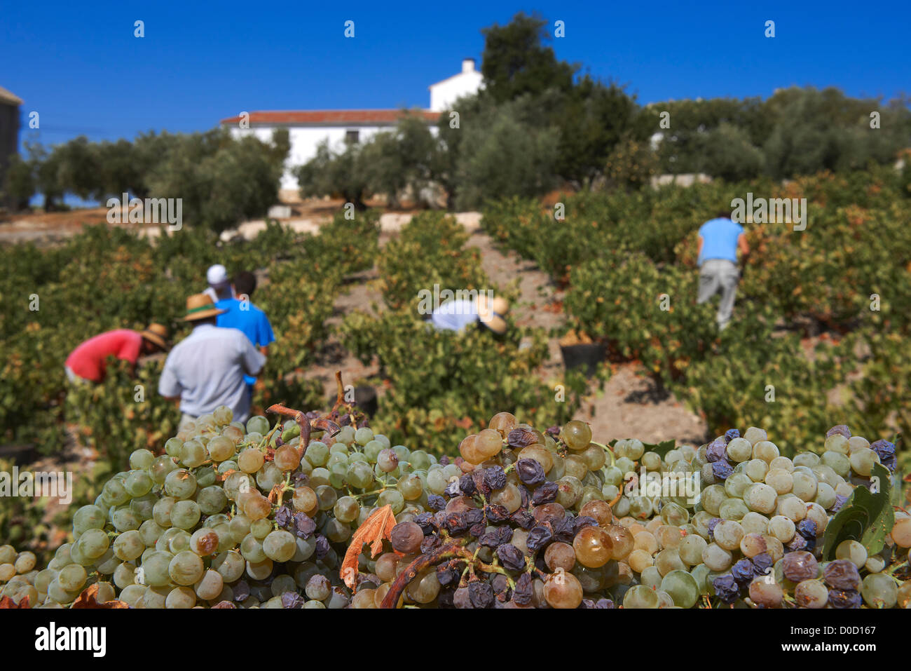 Montilla, Harvesting Pedro Ximenez wine grapes, Vintage in a vineyard ...