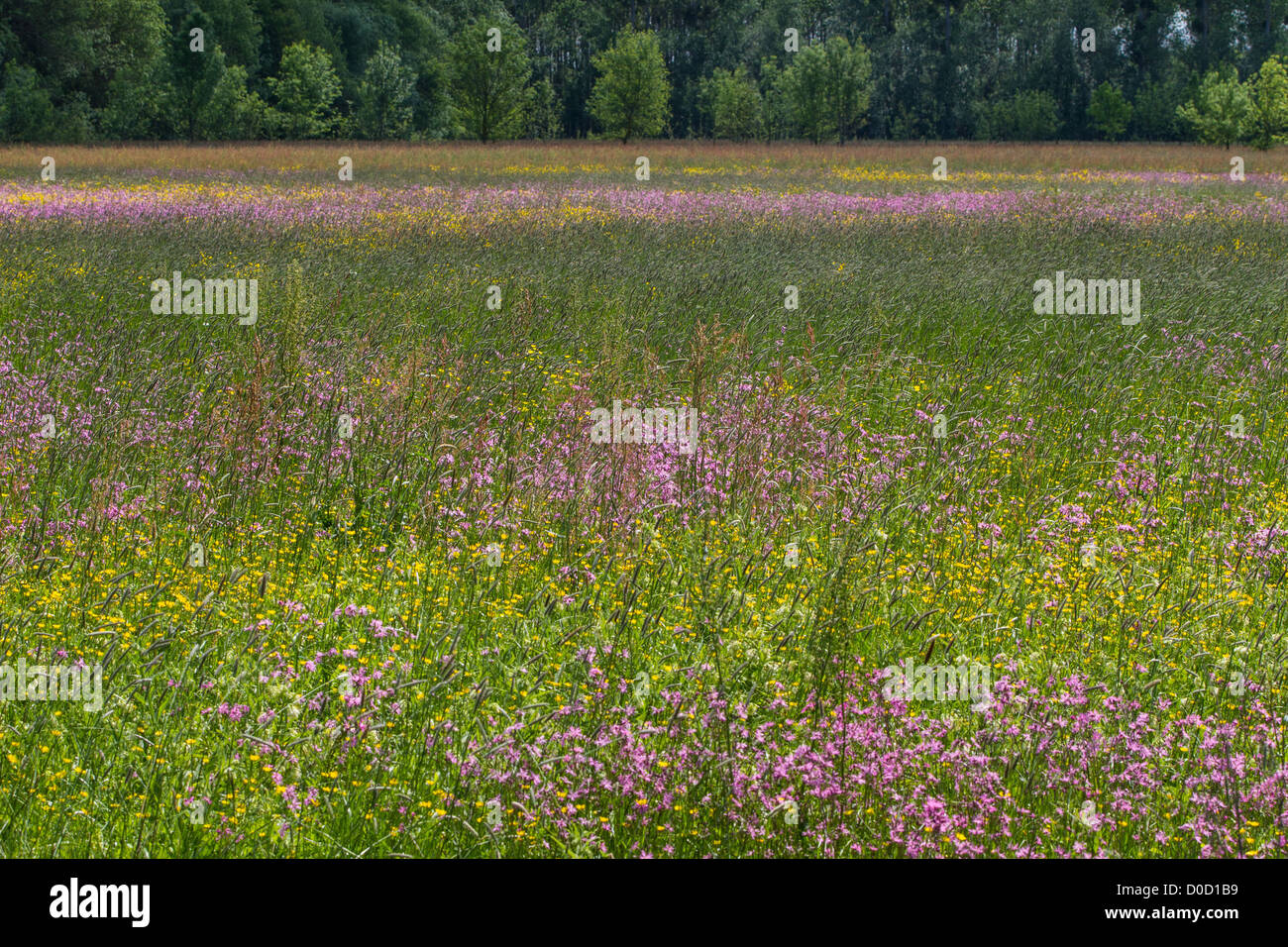 LANDSCAPE OF A FLOWERING BOCAGE IN SPRING INDRE-ET-LOIRE (37) FRANCE ...
