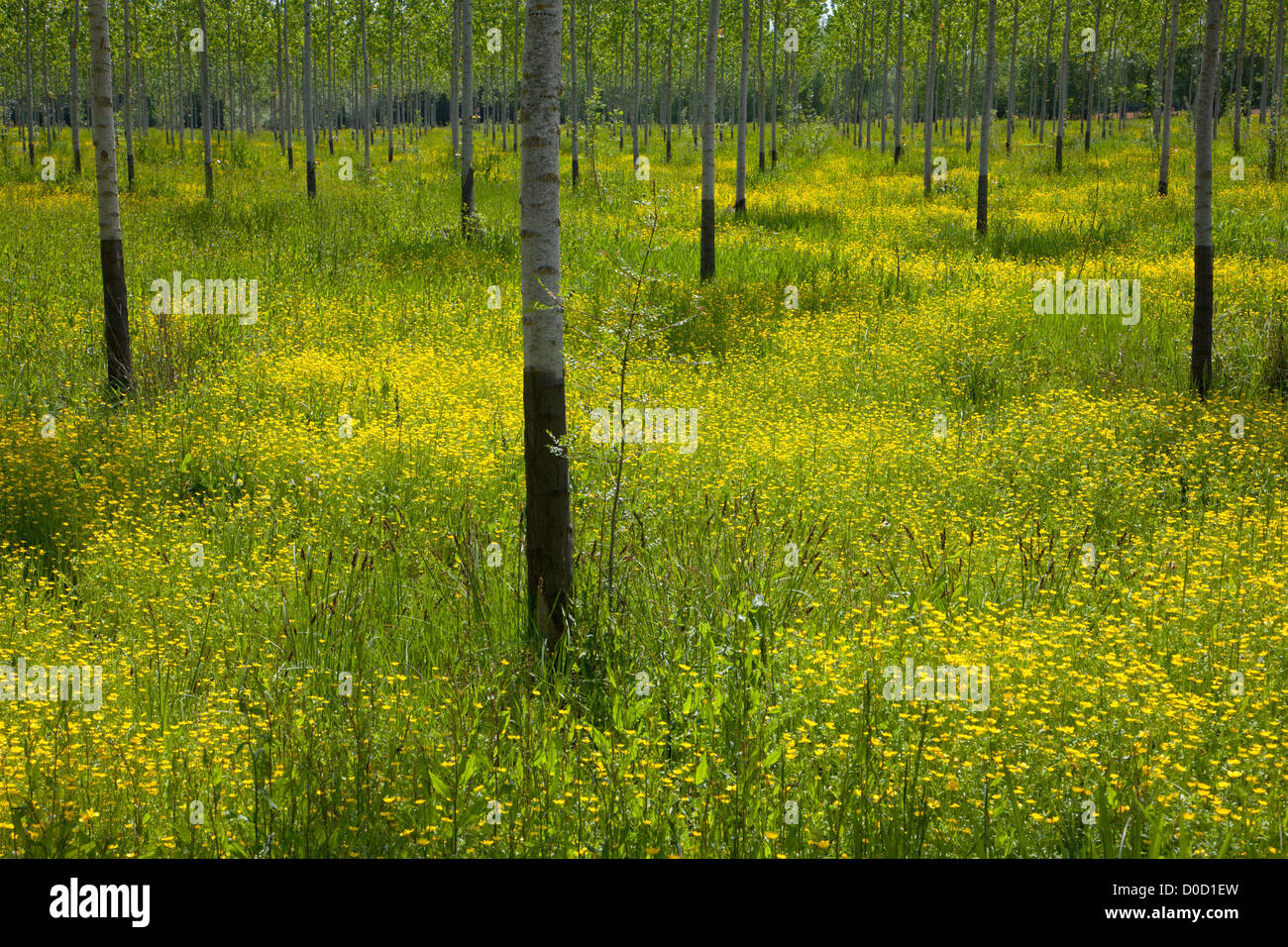Bocage landscape france hi-res stock photography and images - Alamy