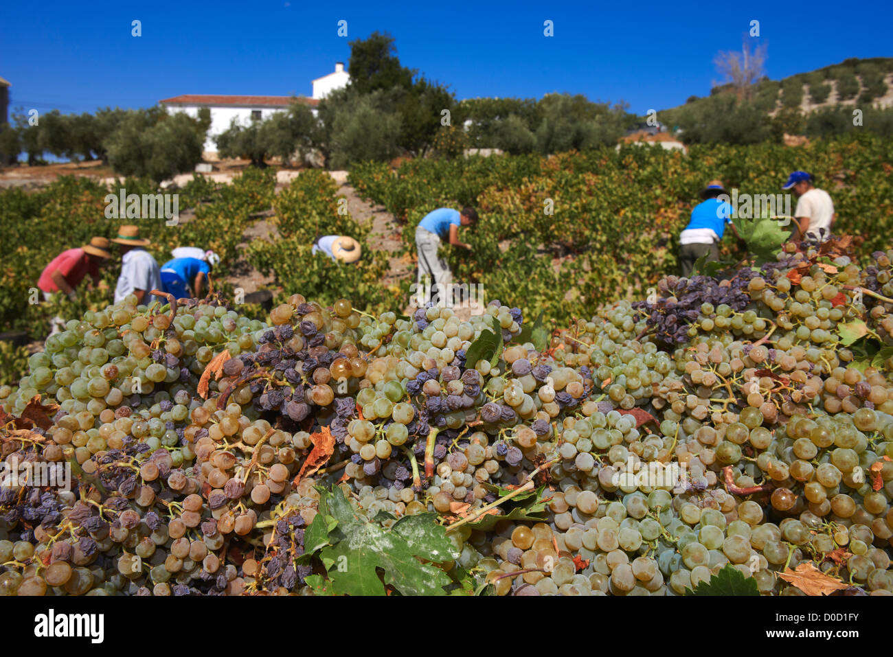 Montilla, Harvesting Pedro Ximenez wine grapes, Vintage in a vineyard ...