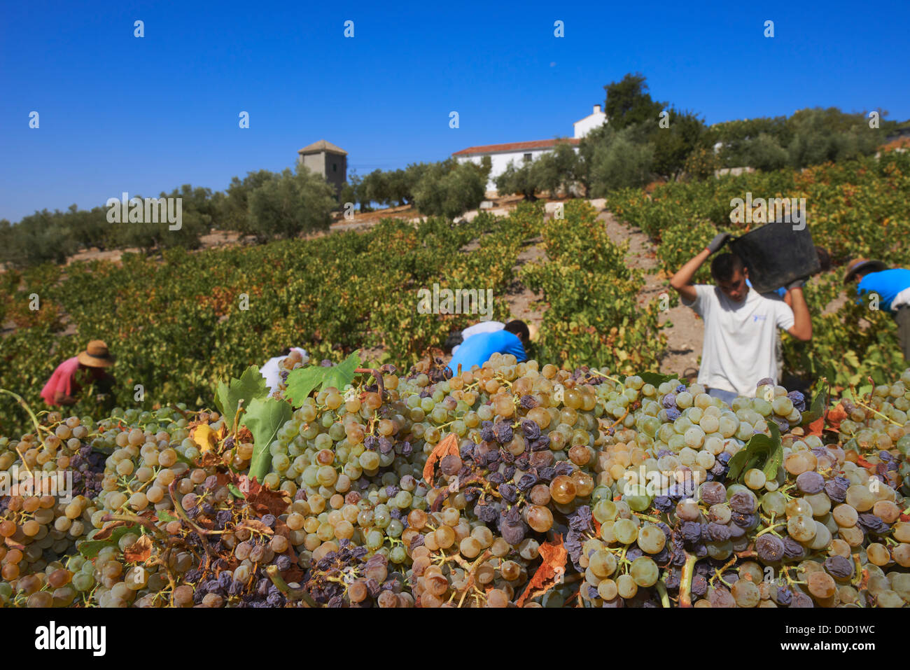 Montilla, Harvesting Pedro Ximenez wine grapes, Vintage in a vineyard ...