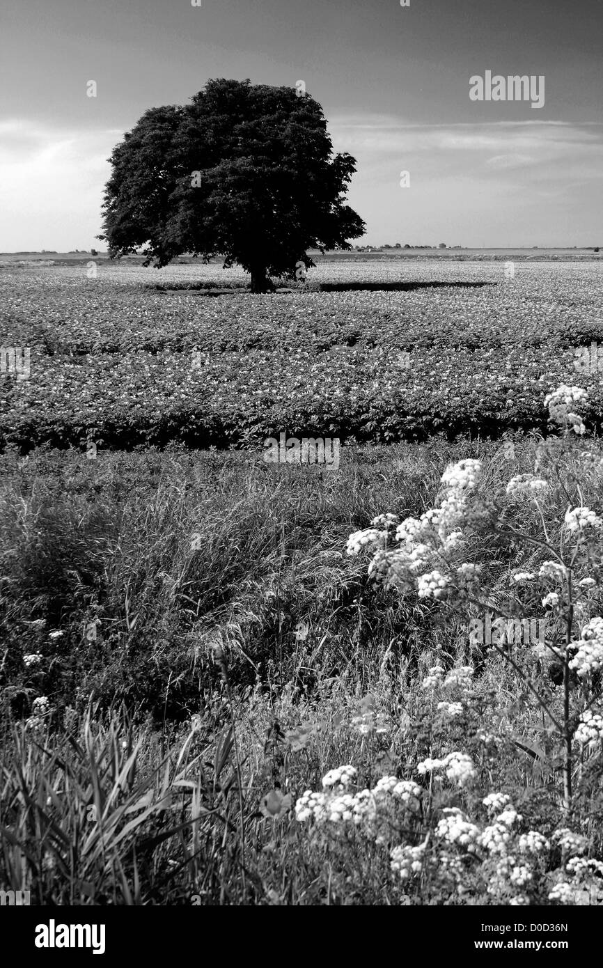 Black and white image, Fields of Potato crops, growing in a Fenland ...