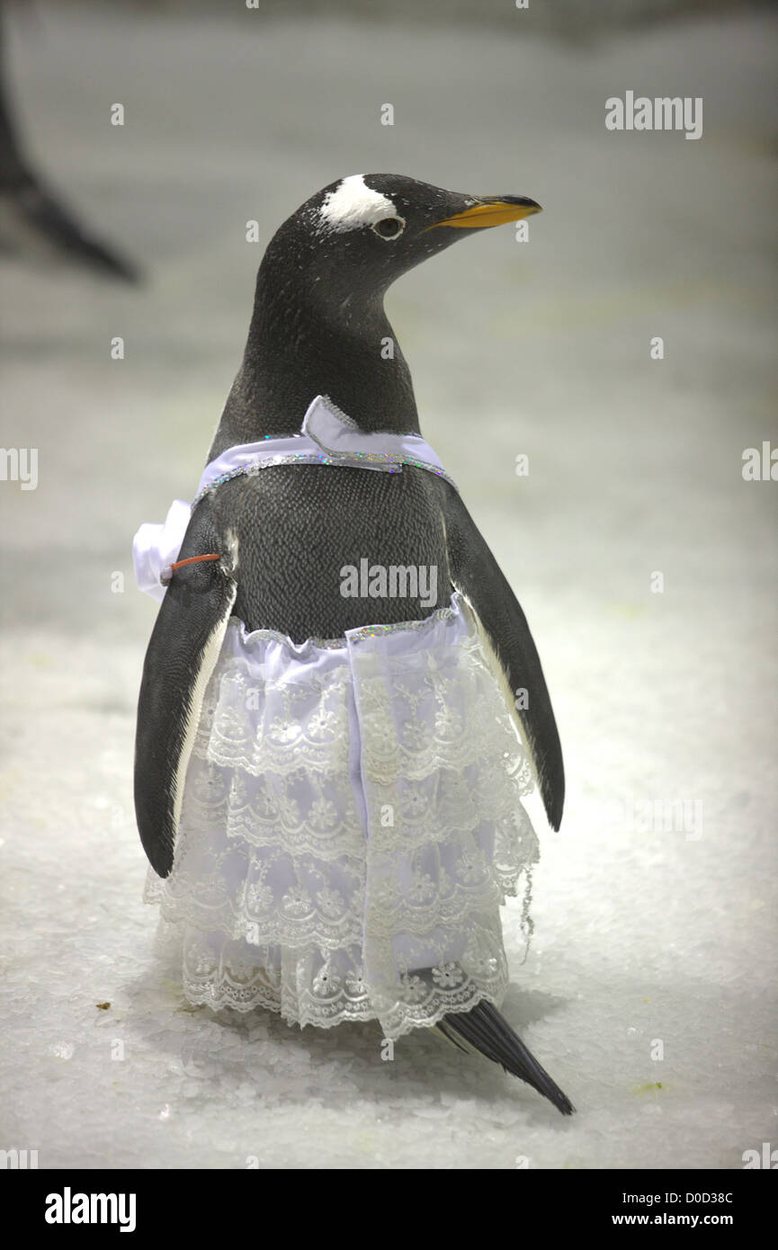 Club penguin hi-res stock photography and images - Alamy