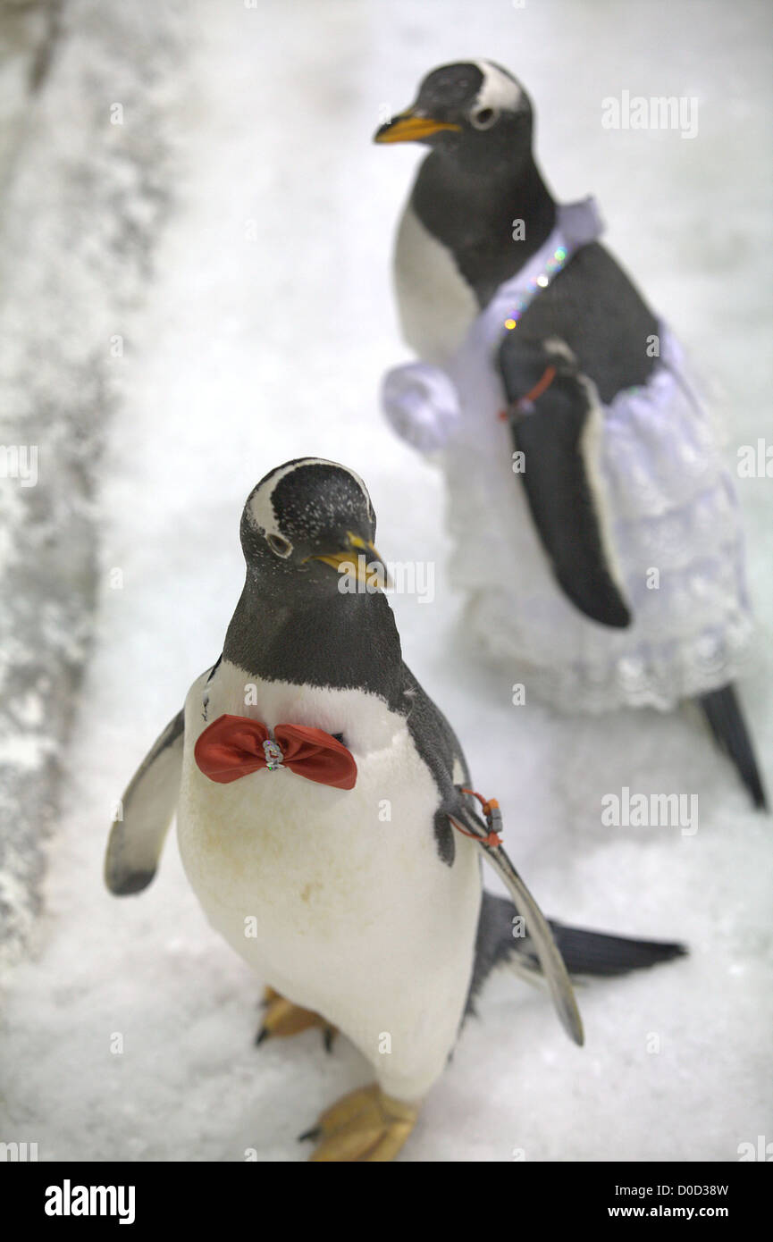 Club penguin hi-res stock photography and images - Alamy