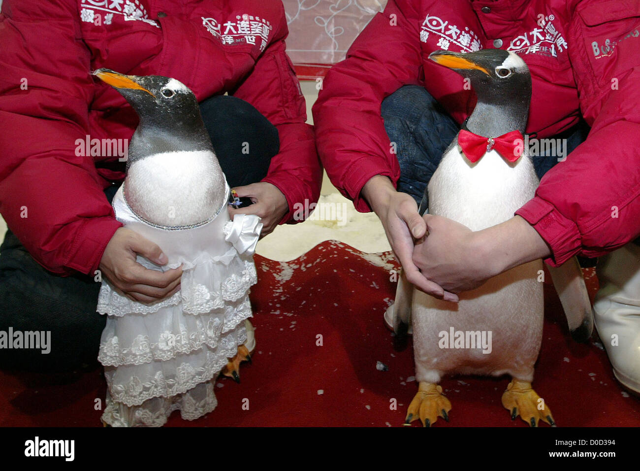 Penguin Wedding Club Penguin Wedding - a collective wedding ceremony ...