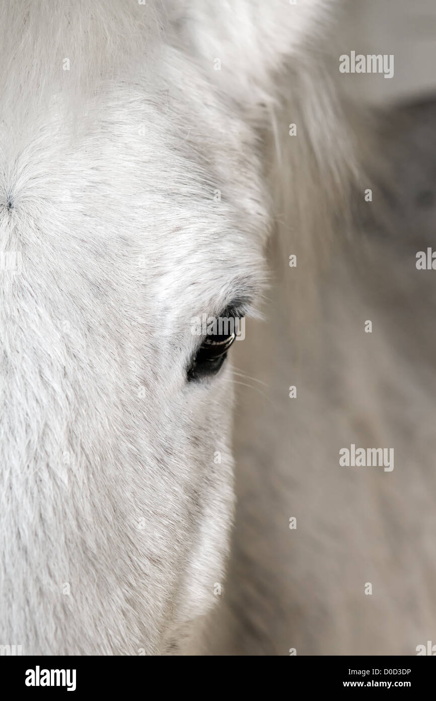 Close up of horse head eye hi-res stock photography and images - Alamy
