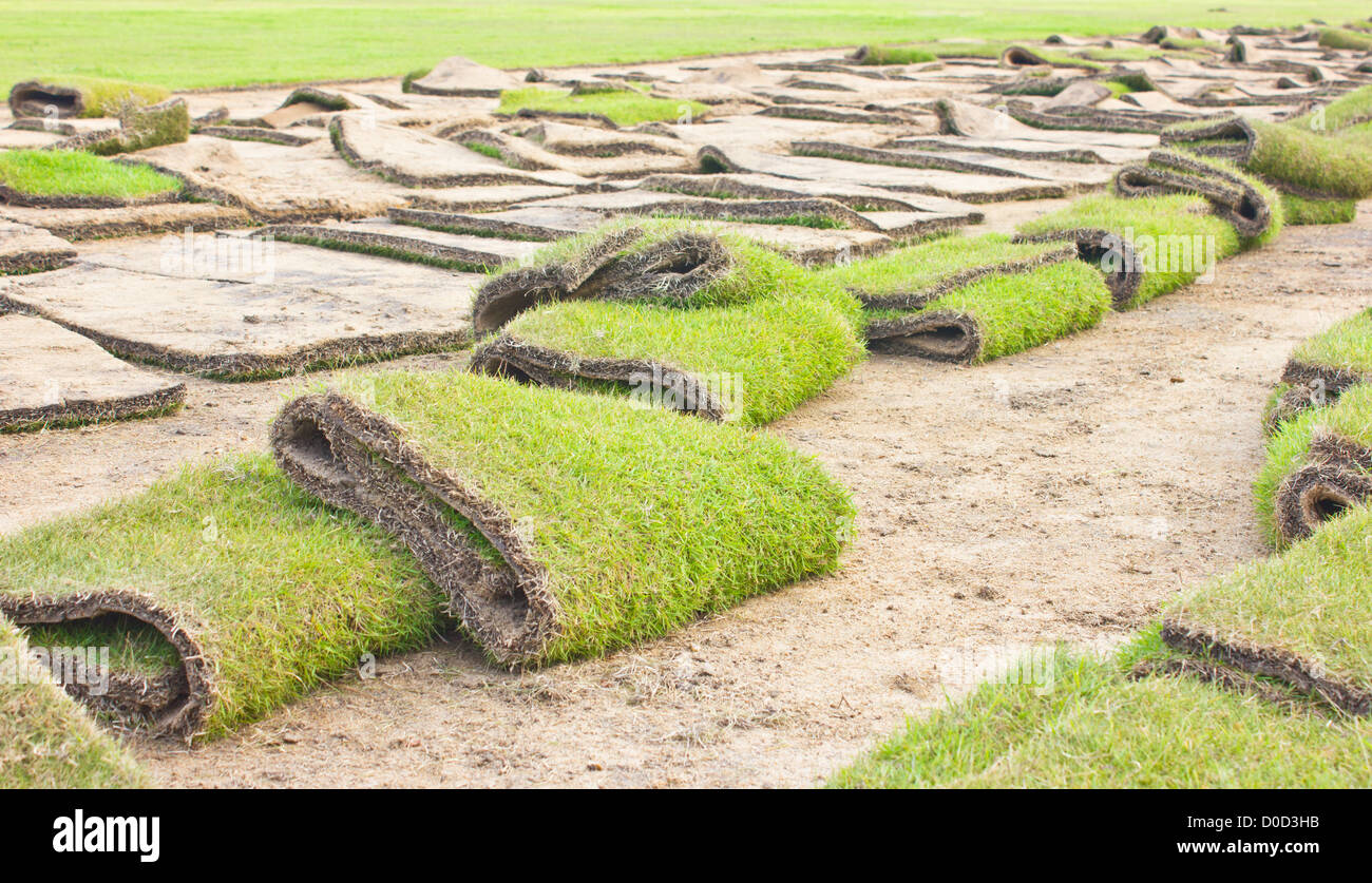 Rolls of green grass, laying in progress Stock Photo - Alamy