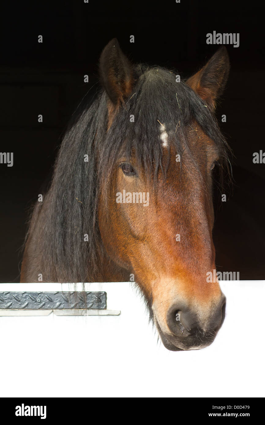 Black horse white background hi-res stock photography and images - Alamy