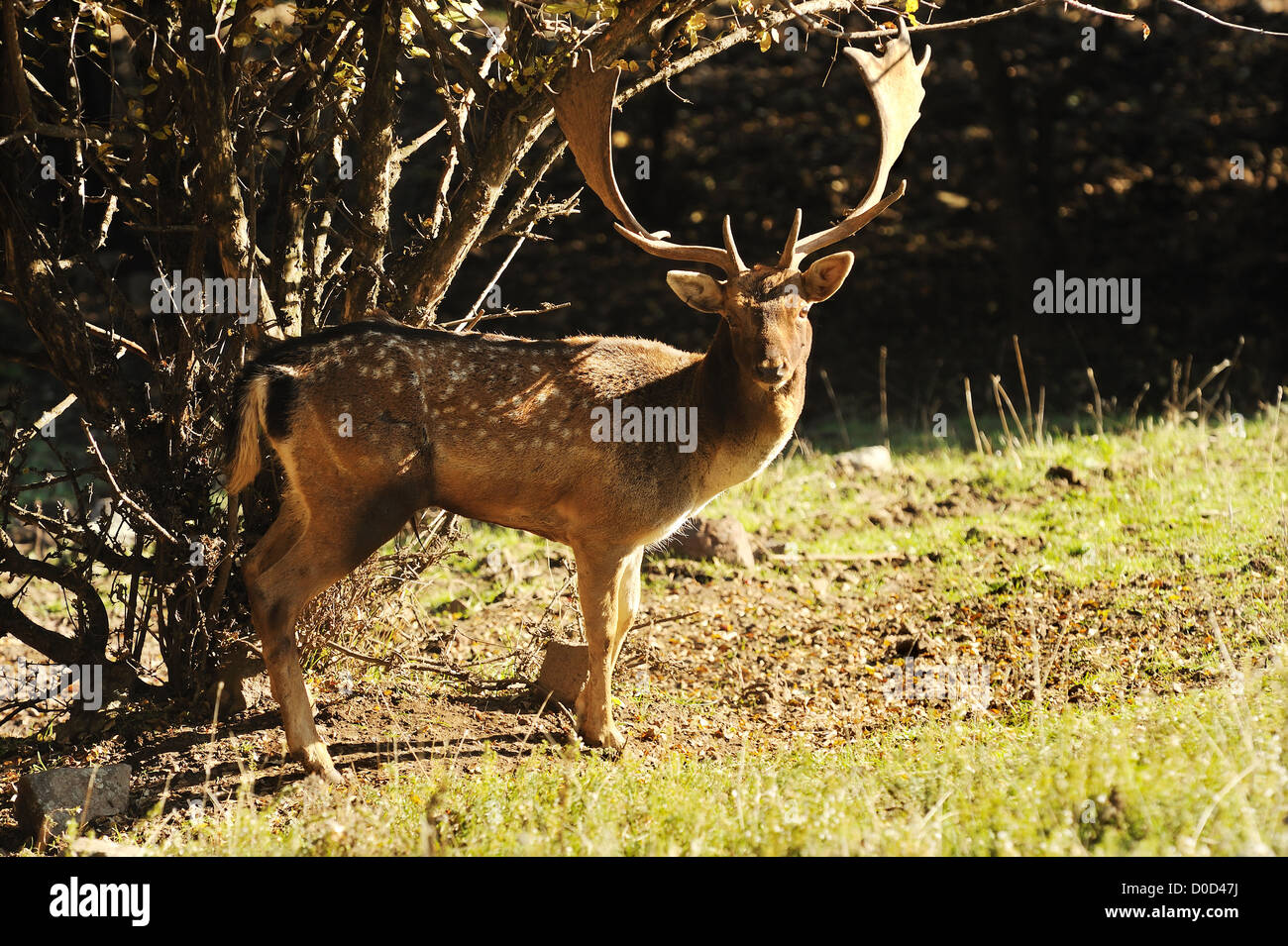 fallow deer with big antlers Stock Photo - Alamy