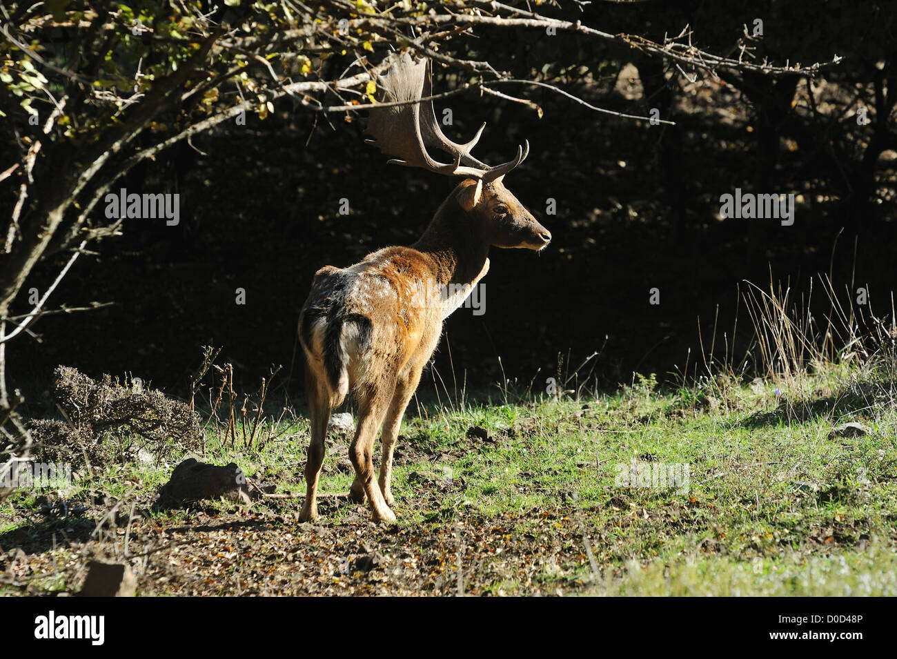 fallow deer with big antlers Stock Photo - Alamy