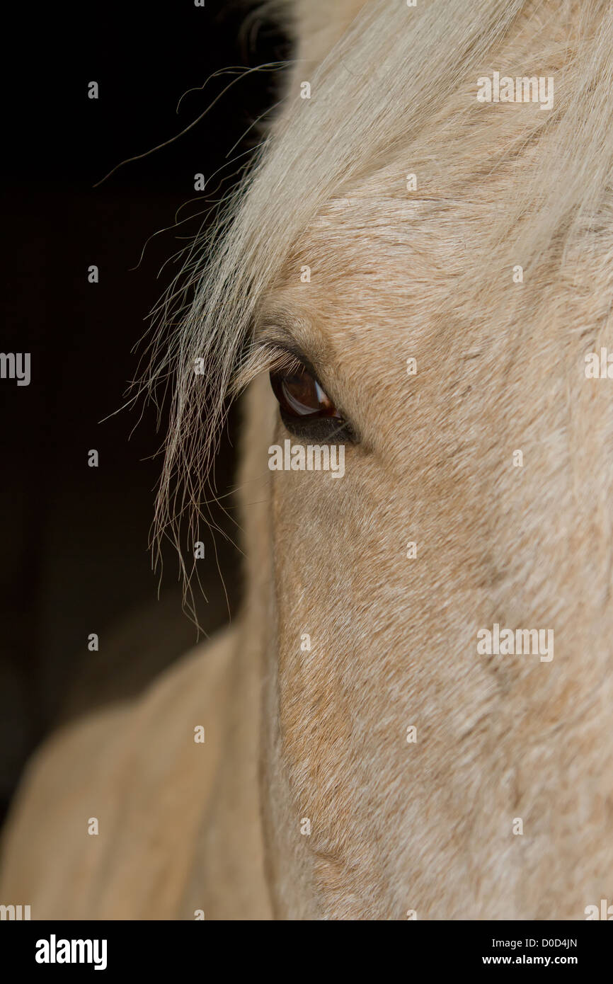 The inside of a stable hi-res stock photography and images - Alamy