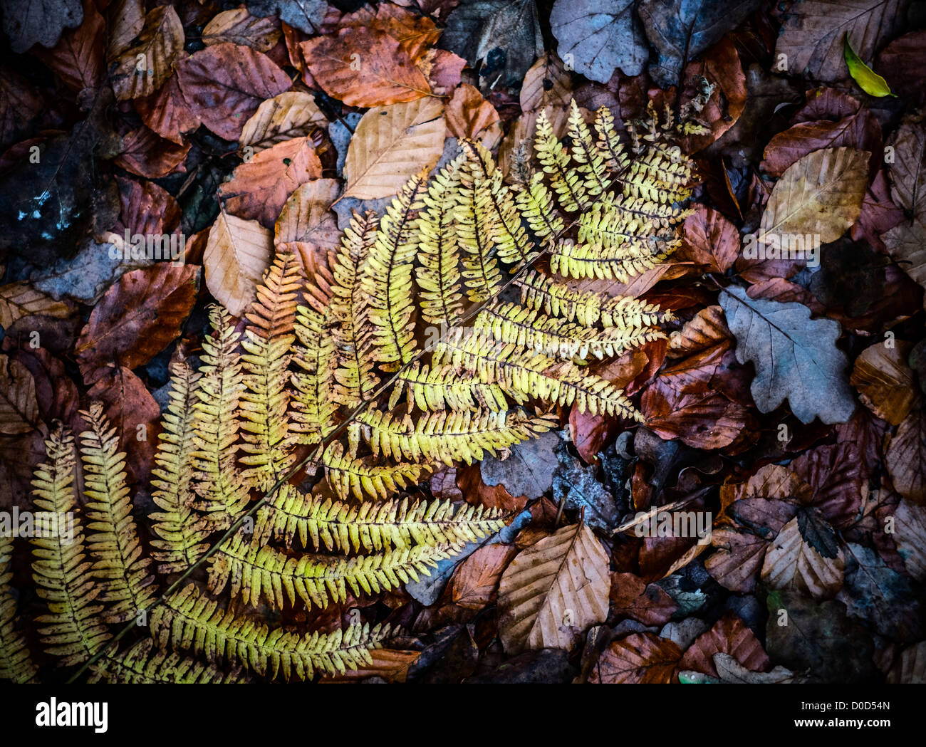 A decaying bracken bract lying on the ground against a carpet of ...