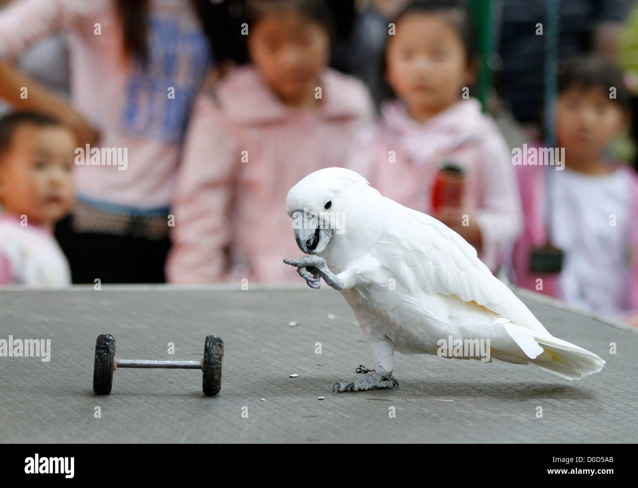 Nanjing zoo hi-res stock photography and images - Alamy