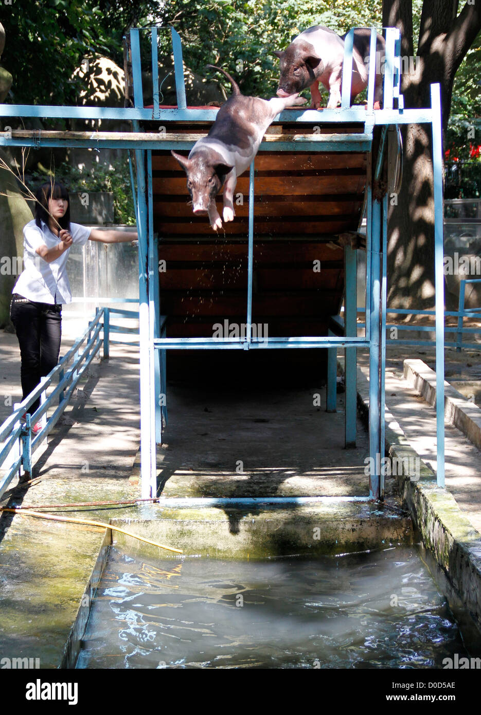 A pig wows the crowd with an acrobatic performance for 'World Animal ...