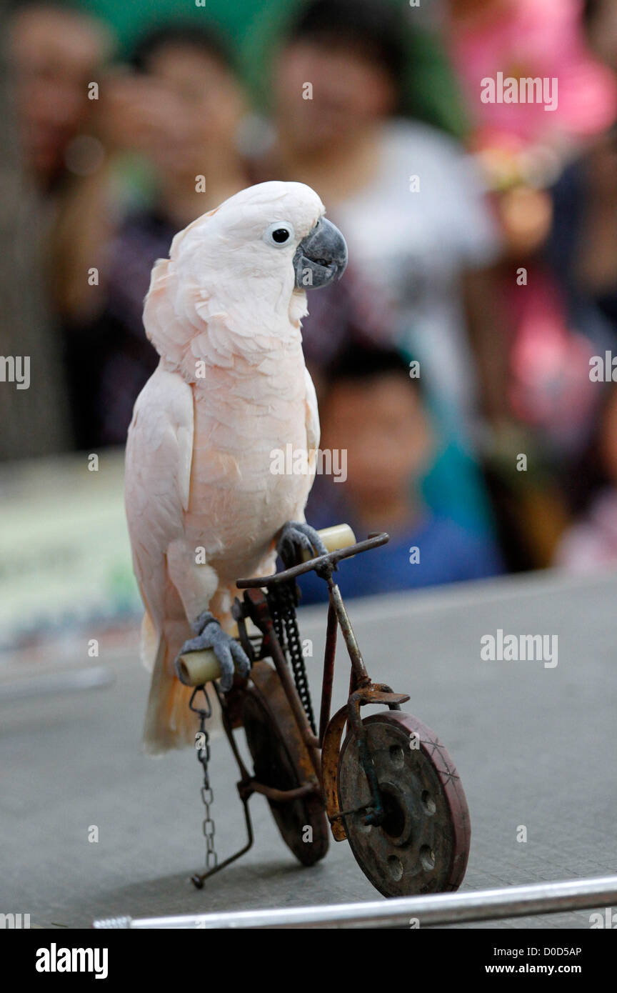 Acrobatic Performance High Resolution Stock Photography and Images - Alamy