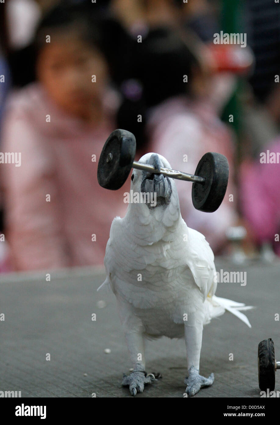 A parrot wows the crowd with an acrobatic performance 'World Animal Day ...
