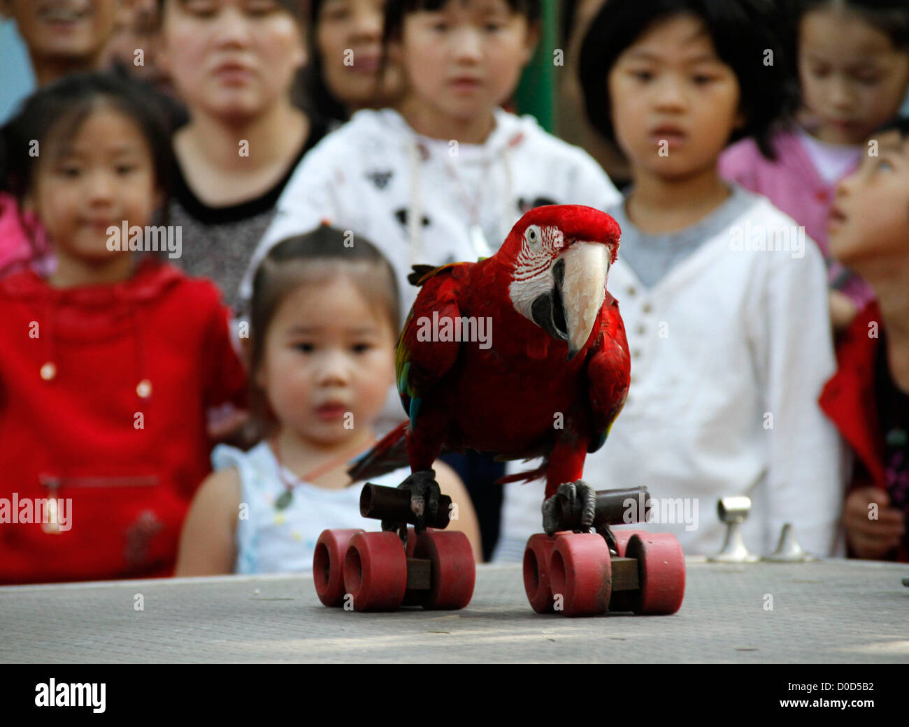 A parrot wows the crowd with an acrobatic performance for 'World Animal ...