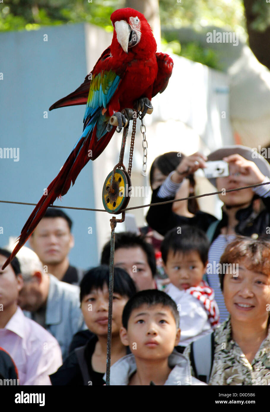 A parrot wows the crowd with an acrobatic performance 'World Animal Day ...
