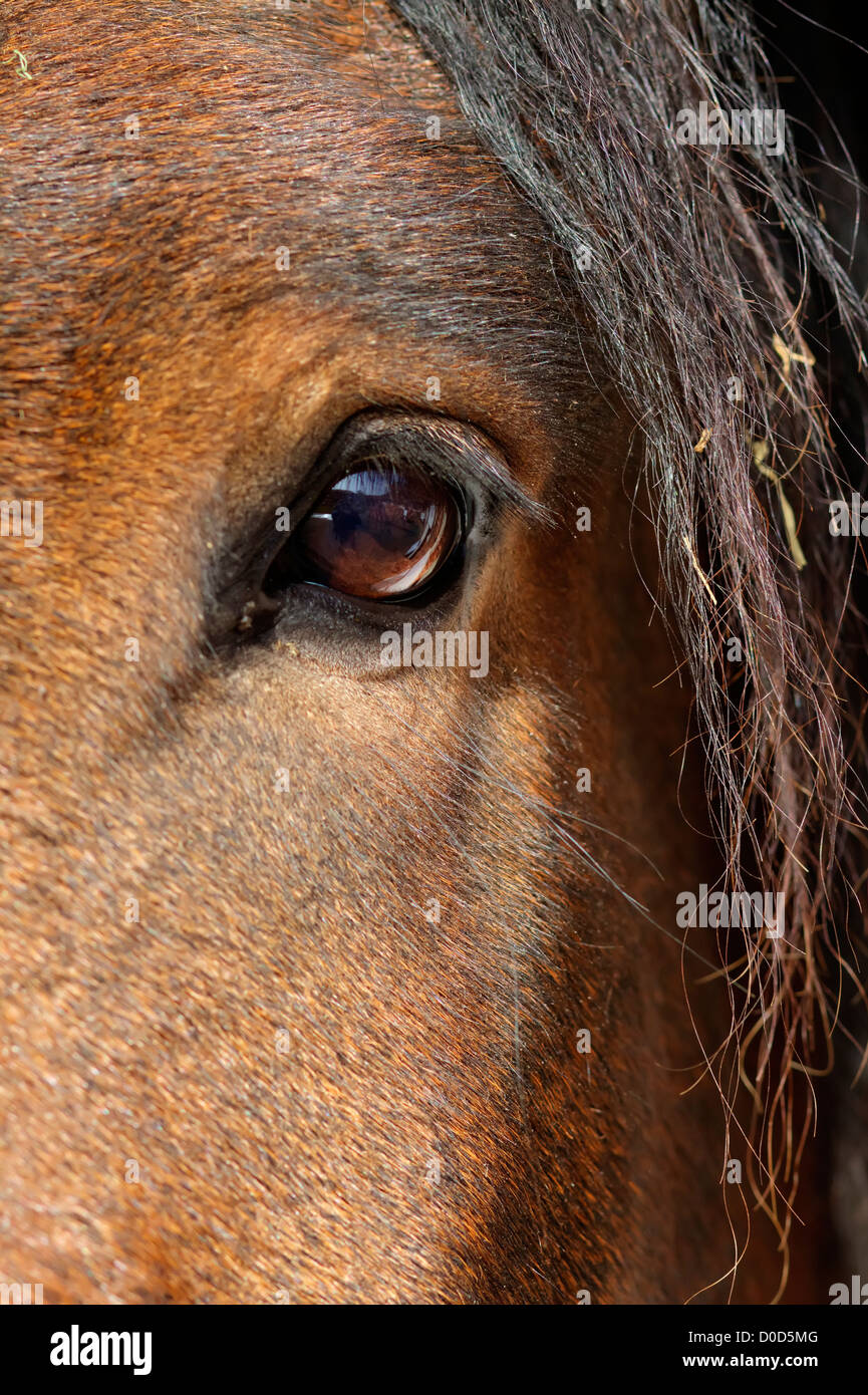 Inside horse stable hi-res stock photography and images - Alamy