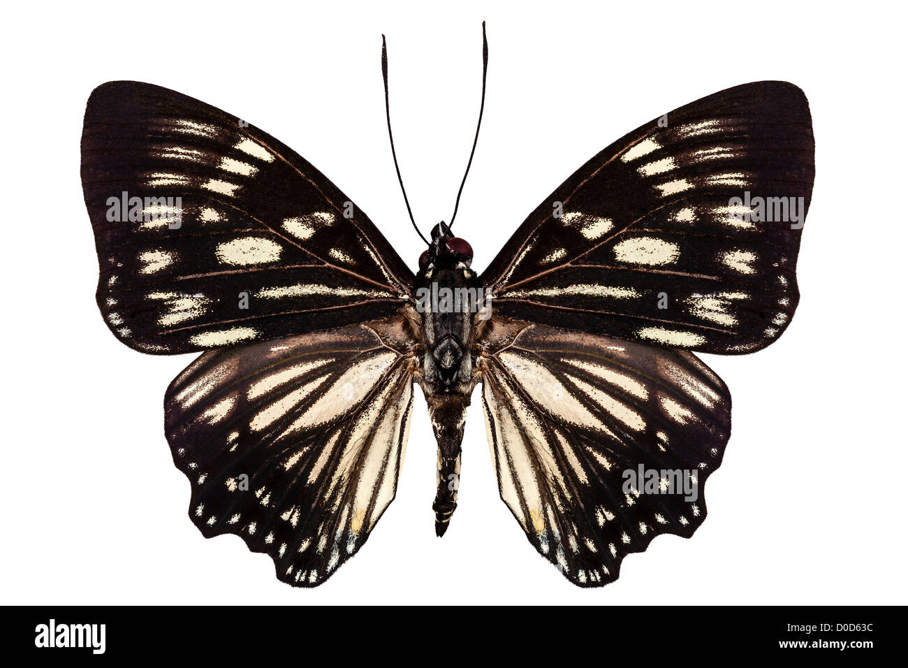 Butterfly species Euripus nyctelius euploeoides "Courtesan butterfly ...