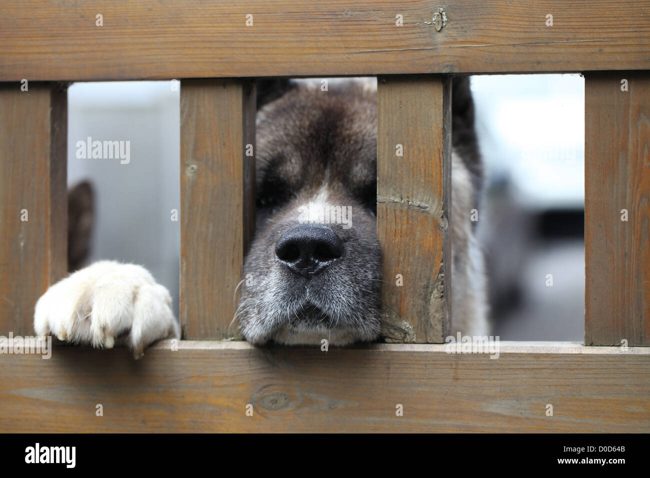 Dog Looking Through The Gate Stock Photo - Alamy