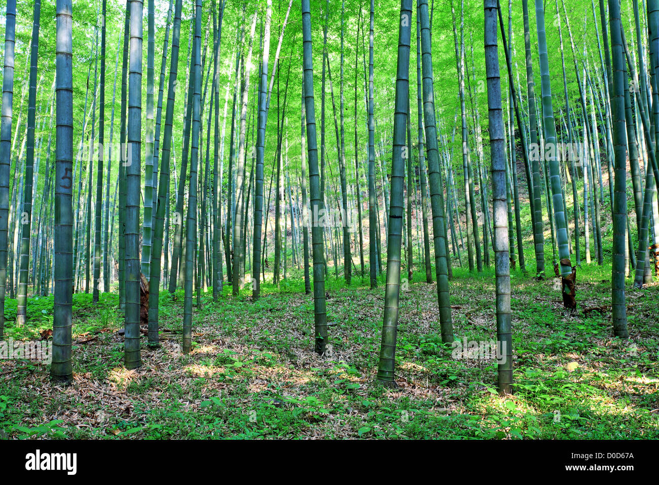 Background image of bamboo Stock Photo - Alamy