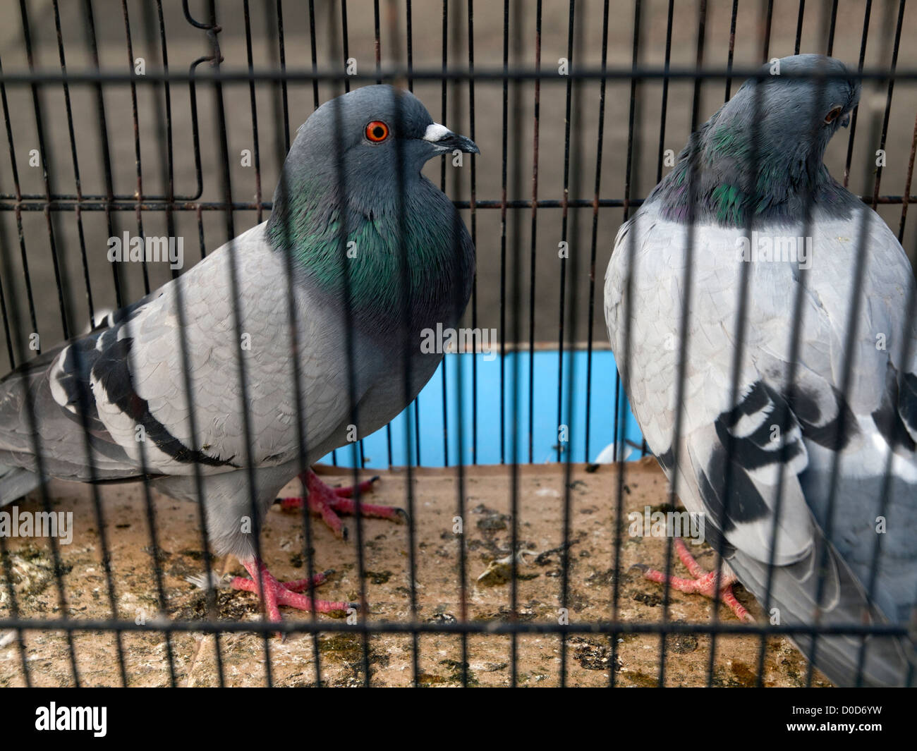 Pigeons for sale in France Stock Photo - Alamy