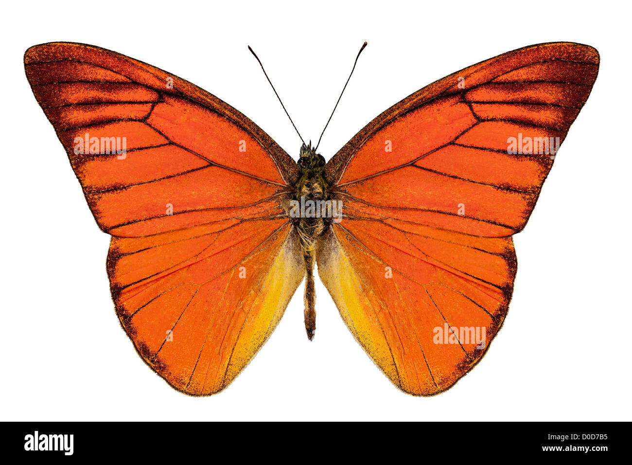 Close up orange butterfly hi-res stock photography and images - Alamy
