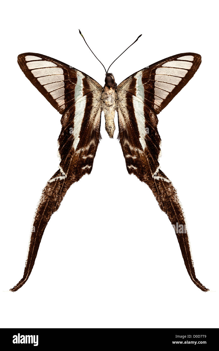 Butterfly species Lamproptera curius "Dragontail Stock Photo - Alamy